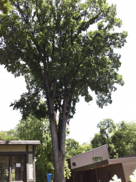 Recording the tree heritage of Manitoba