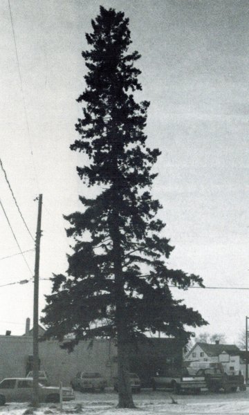 Recording the tree heritage of Manitoba