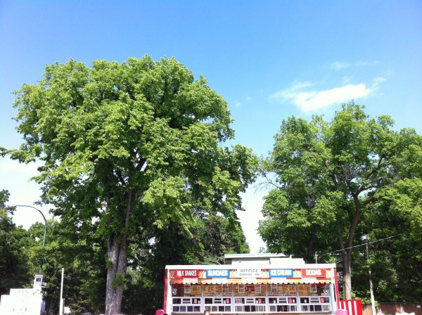 Recording the tree heritage of Manitoba