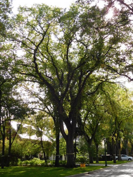 Recording the tree heritage of Manitoba