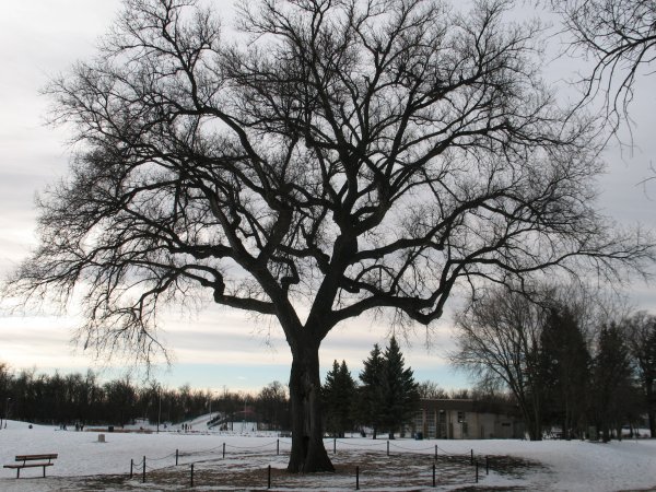 Recording the tree heritage of Manitoba